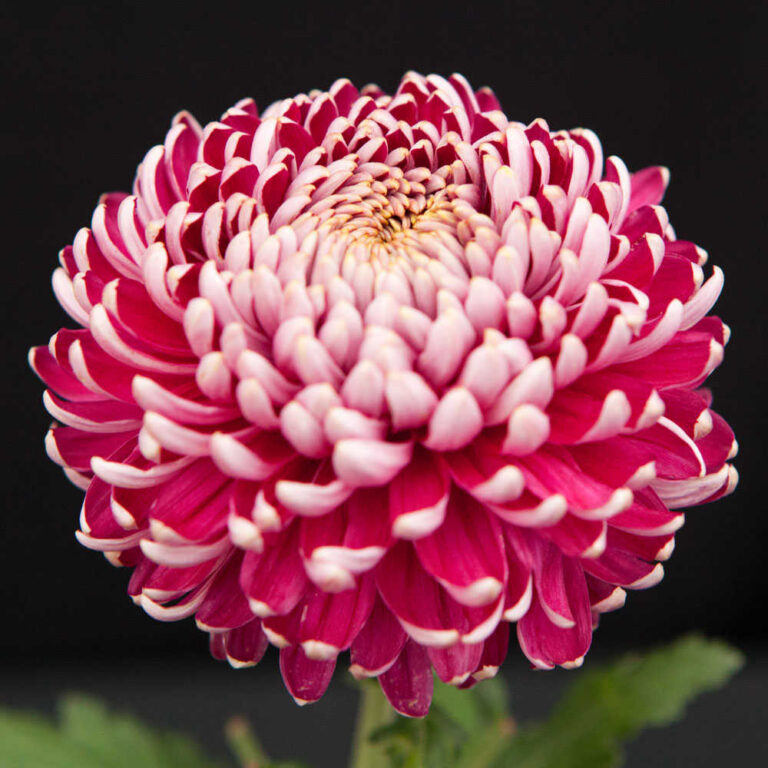 Cultivars / Products – KingsMums LLC