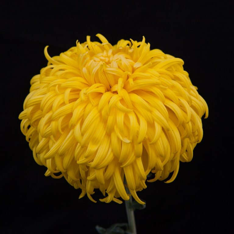 Apricot Courtier – KingsMums LLC