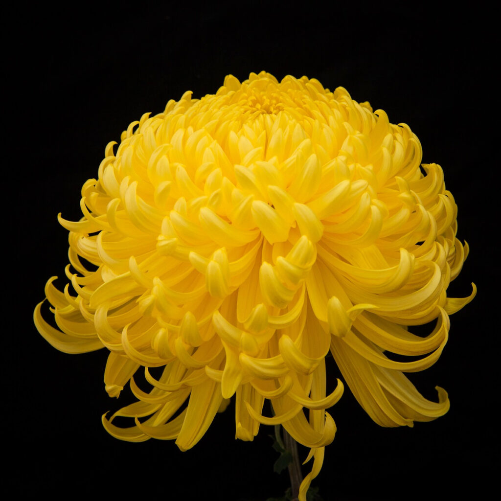 Irregular Incurve – KingsMums LLC