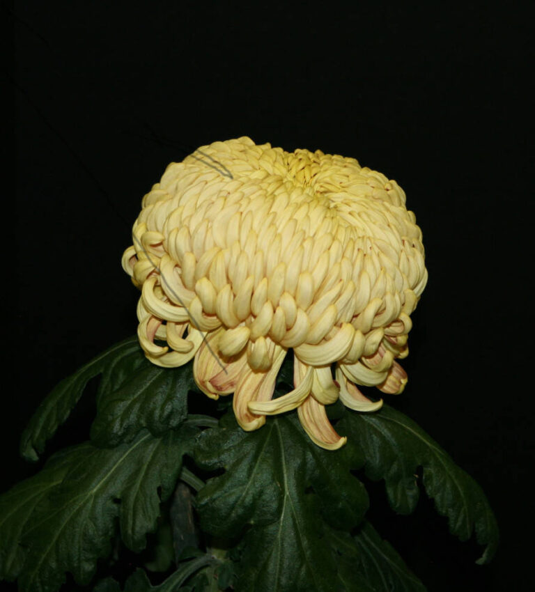 Champagne Beauty – KingsMums LLC