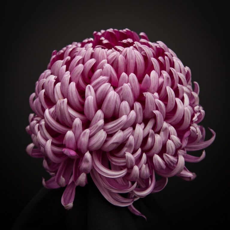 Irregular Incurve – KingsMums LLC