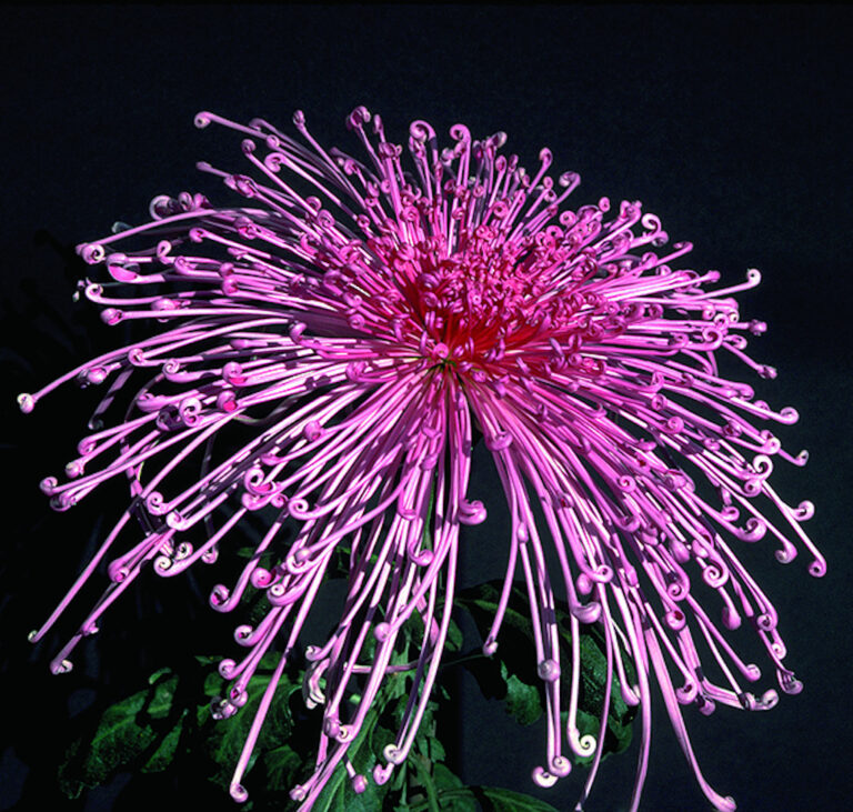 Fleur De Lis – KingsMums LLC