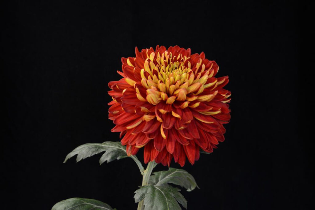 Fireflash – KingsMums LLC