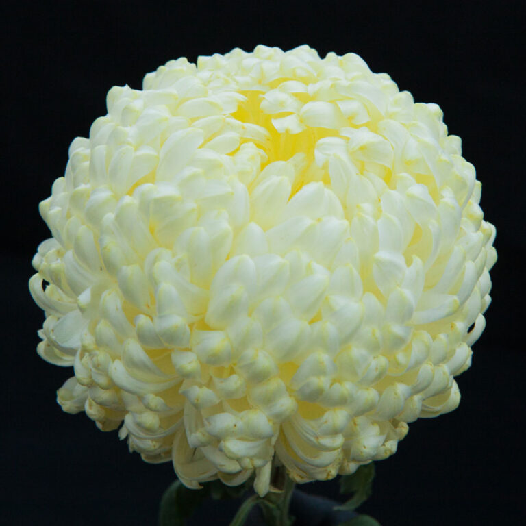 Cultivars / Products - KingsMums LLC