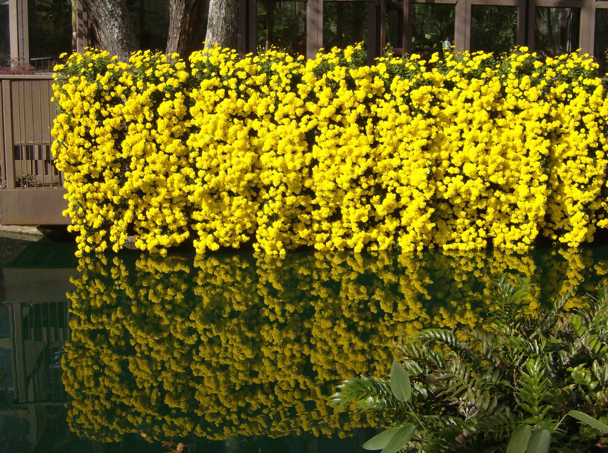Cascade Mums – KingsMums LLC