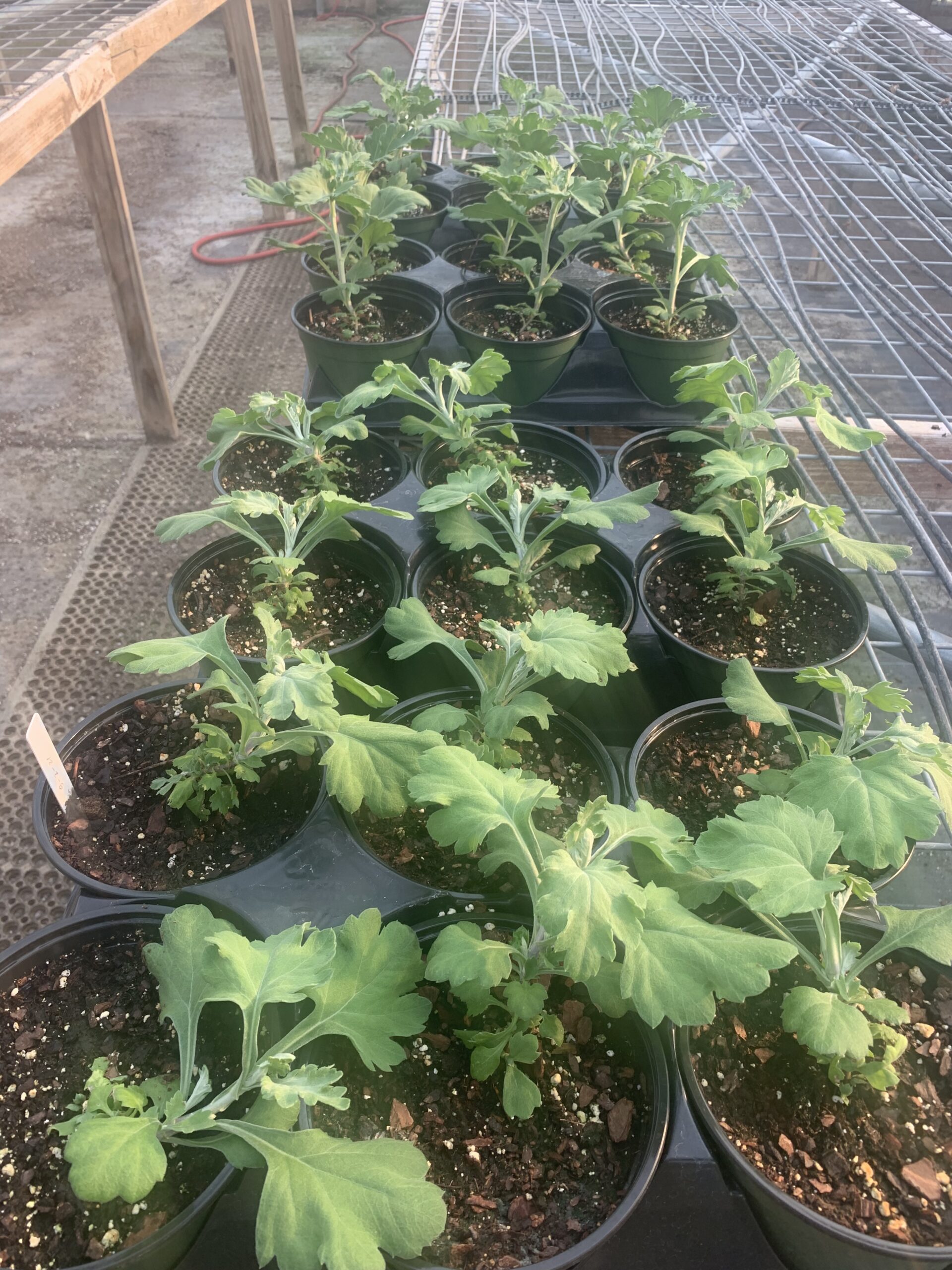 Order Information – KingsMums LLC