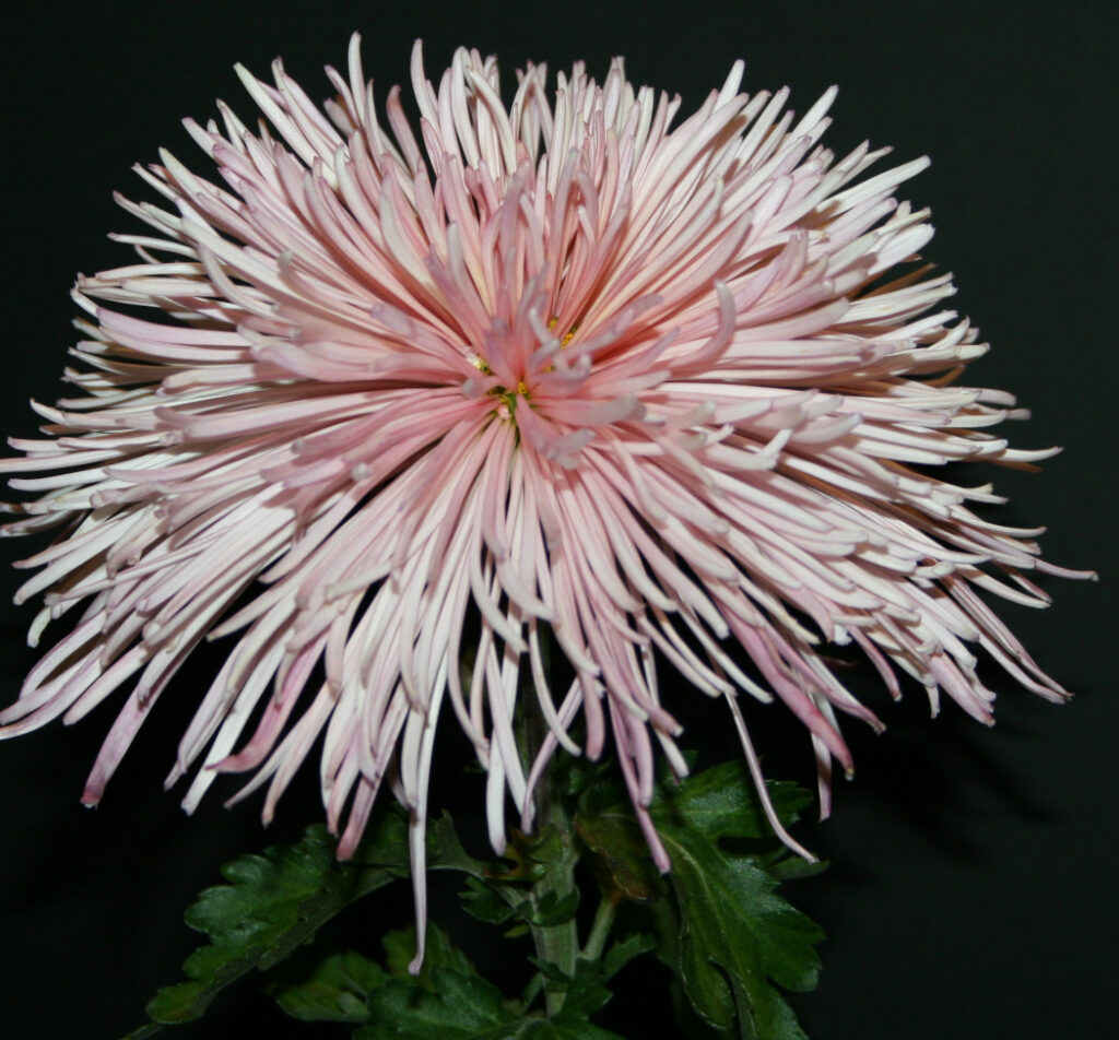 King’s Delight – KingsMums LLC