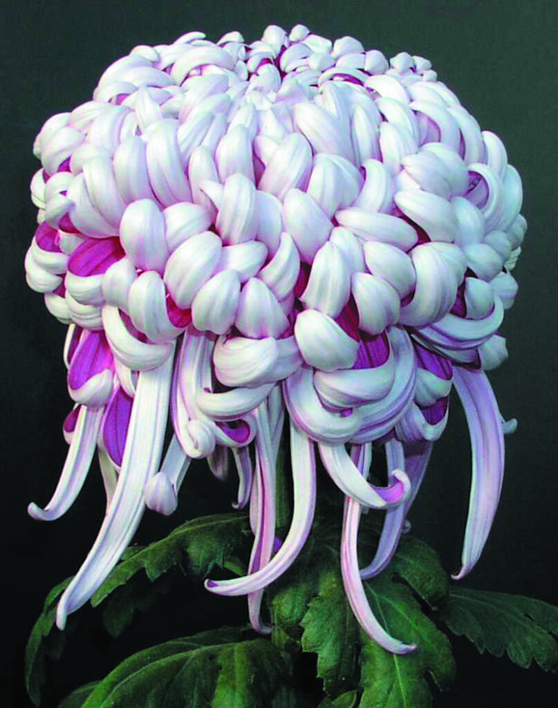 Kokka Bunmi – KingsMums LLC