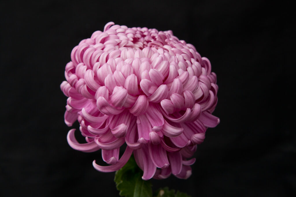 Luxor – KingsMums LLC