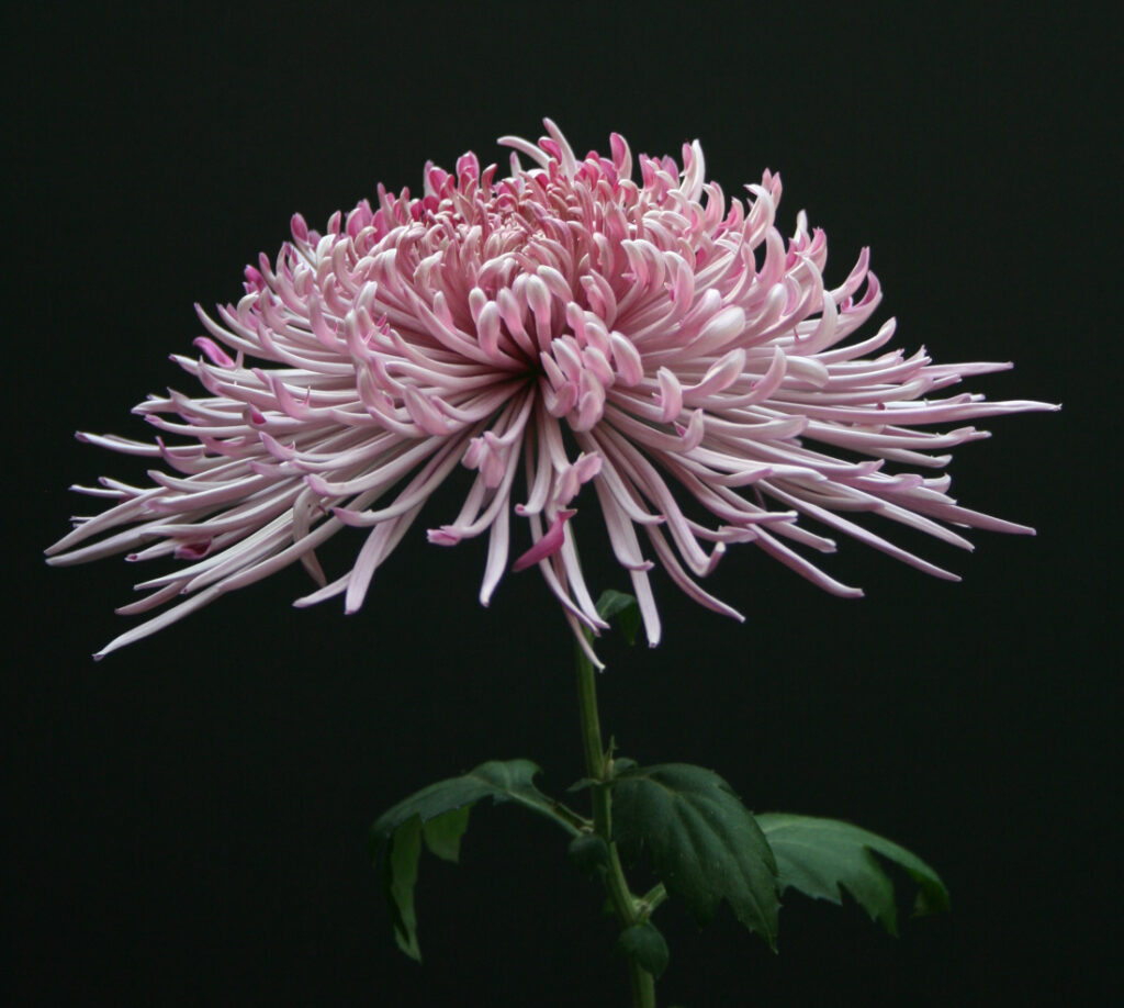 Lola – KingsMums LLC