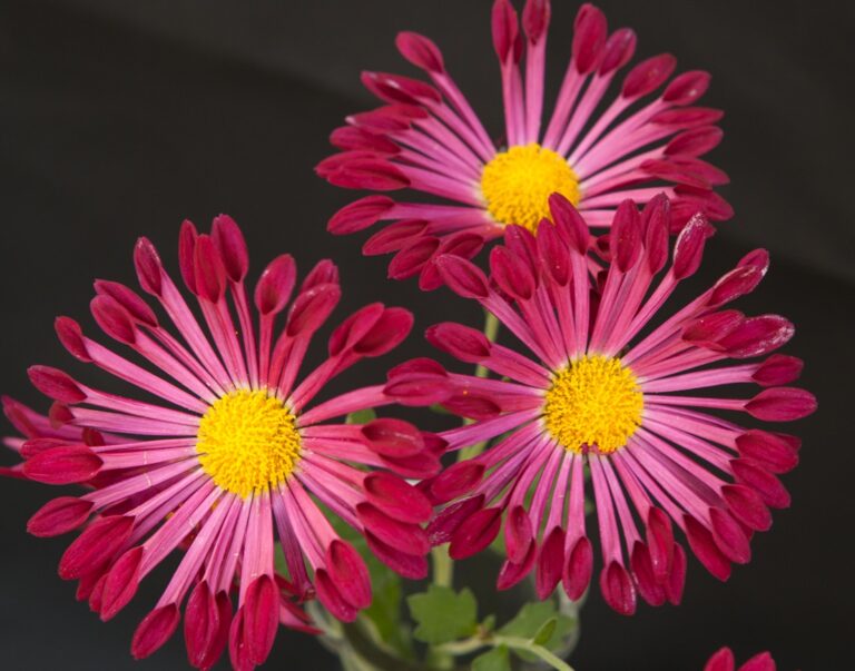 Maryl – KingsMums LLC