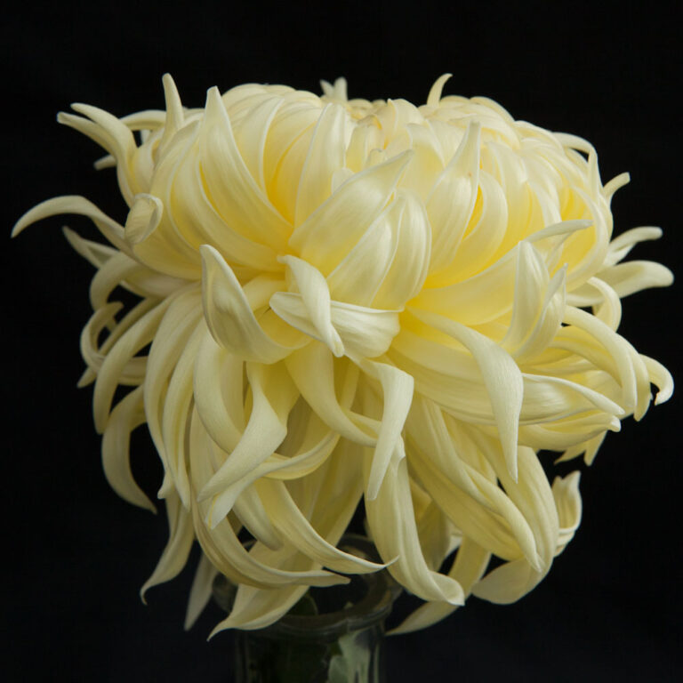 Irregular Incurve – KingsMums LLC