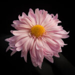 Prom Queen – KingsMums LLC