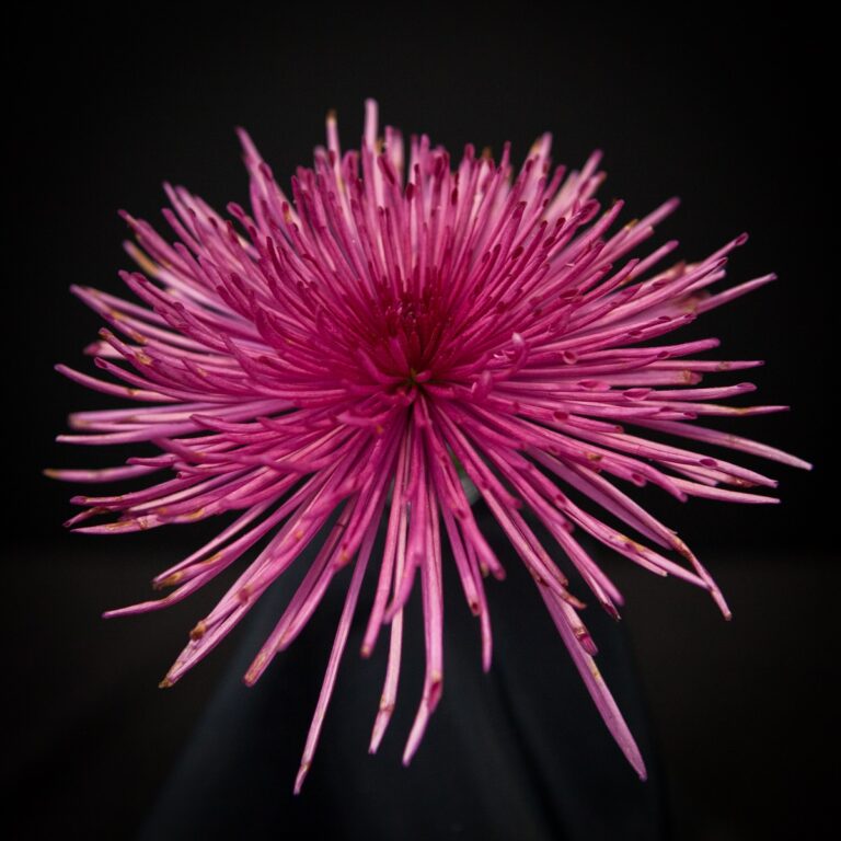 Cultivars / Products – KingsMums LLC