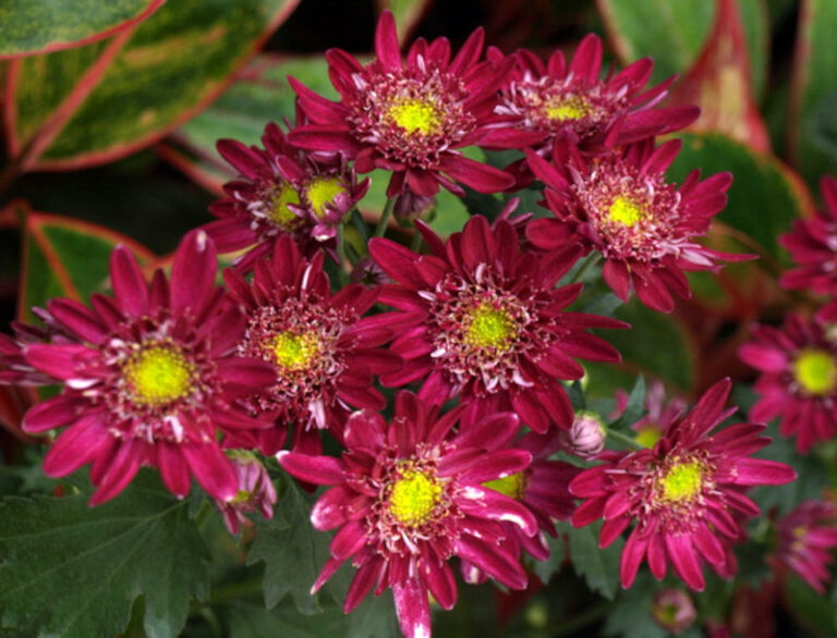 Sozan – KingsMums LLC