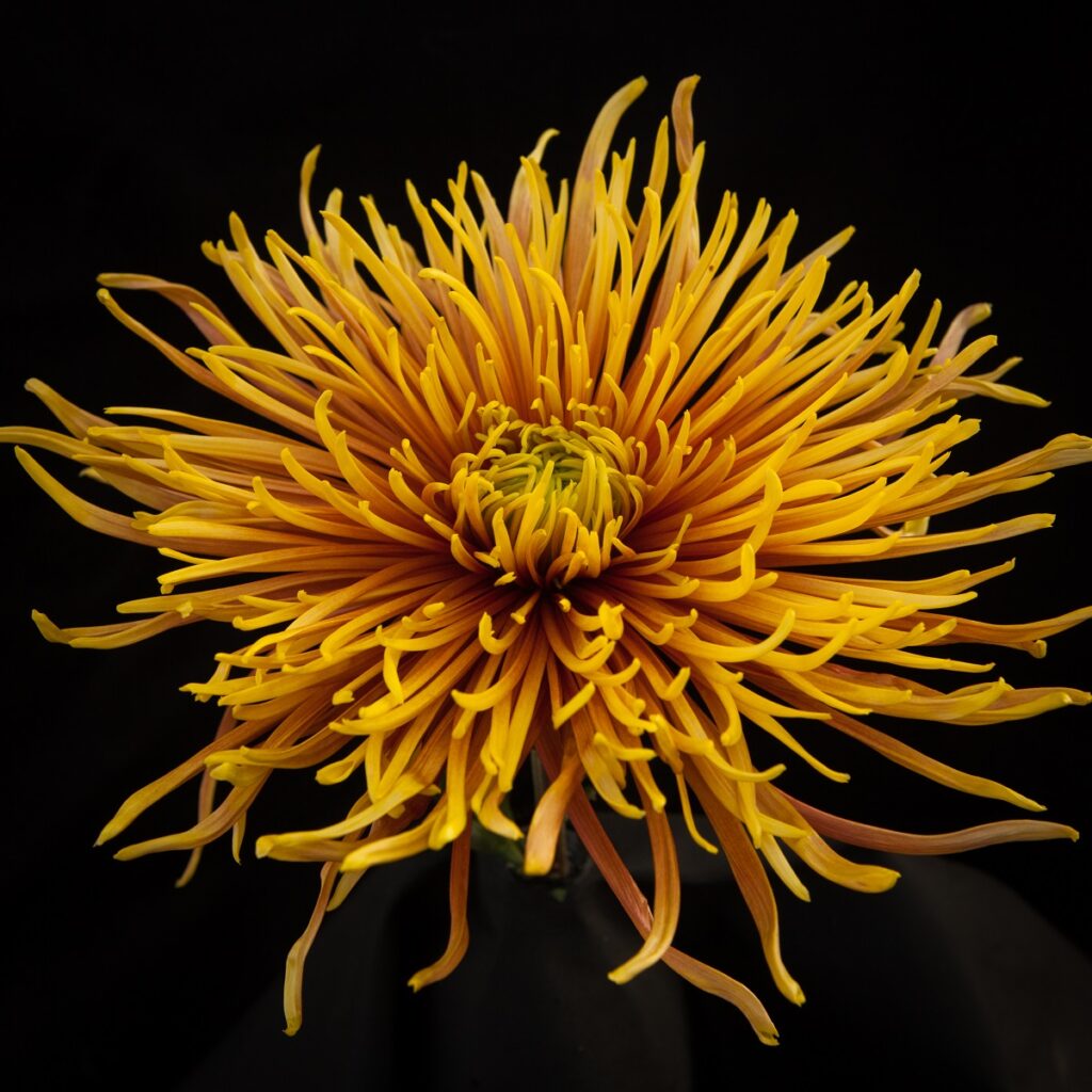 Saffina – KingsMums LLC