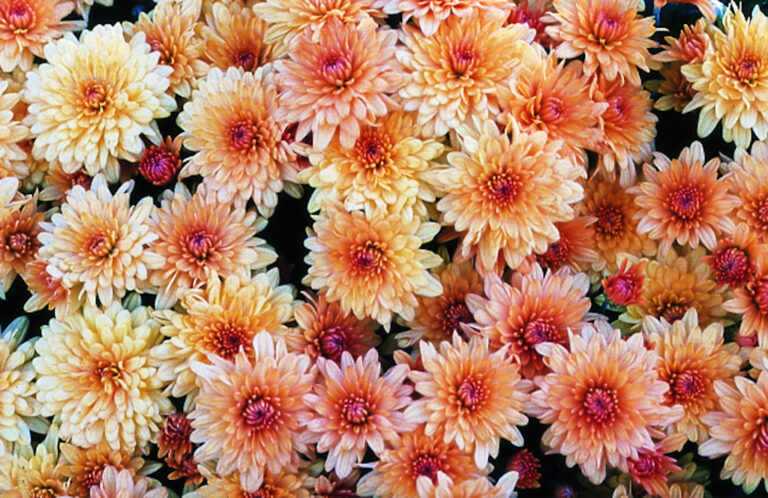 Triumph – KingsMums LLC