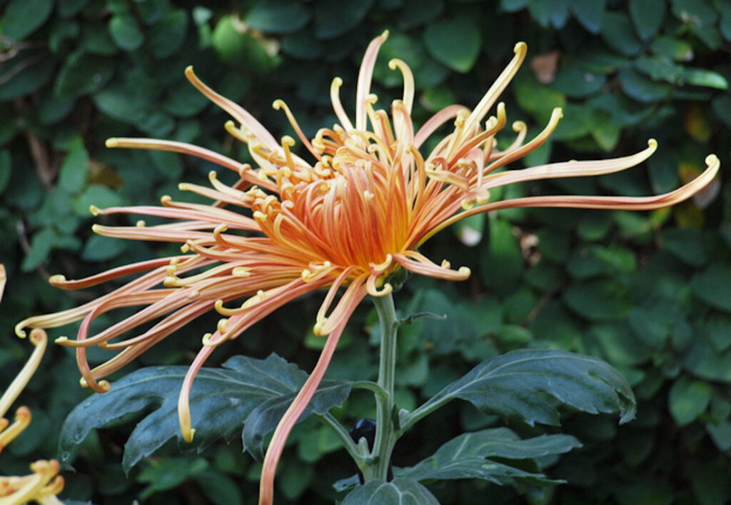 Zaryah – KingsMums LLC